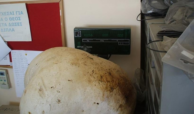 ΤΙ ΕΙΝΑΙ ΑΥΤΟ ΤΟ ΘΗΡΙΟ;Δείτε το ΥΠΕΡΦΥΣΙΚΟ βρώσιμο μανιτάρι δέκα κιλών ...