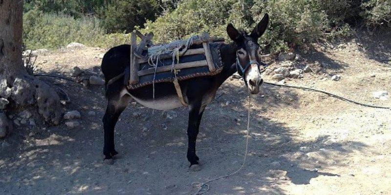 ΠΑΤΡΑ: ΑΥΤΟ είναι το «γαϊδουρινό» παρκάρισμα της ημέρας – Στάθμευσε ...