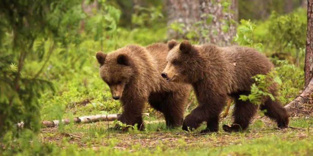 ΚΑΣΤΟΡΙΑ: Νέα εμφάνιση των τριών αρκούδων στην Ιεροπήγη! – Makeleio.gr