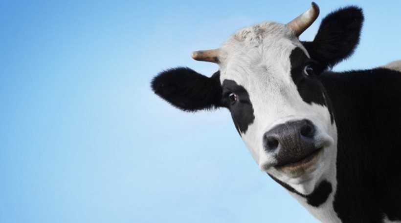 Τράκαρε με… την αγελάδα και «σέρνει» τους κτηνοτρόφους στα δικαστήρια ...