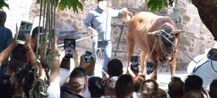 Ούτε στην Ισπανία!- Δημόσια σφαγής ταύρου στη Λέσβο!- Γιατί;;; (φωτό ...