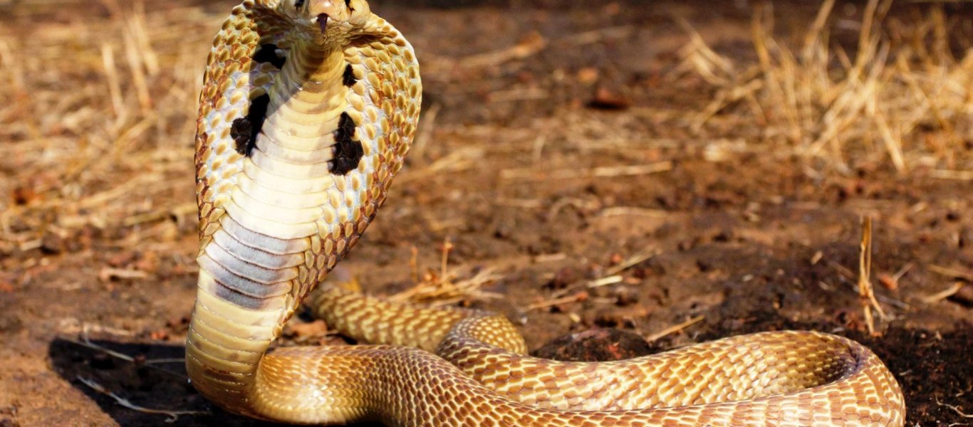 Βασιλική κόμπρα κατασπάραξε πύθωνα μπροστά σε τουρίστες! (ΒΙΝΤΕΟ ...