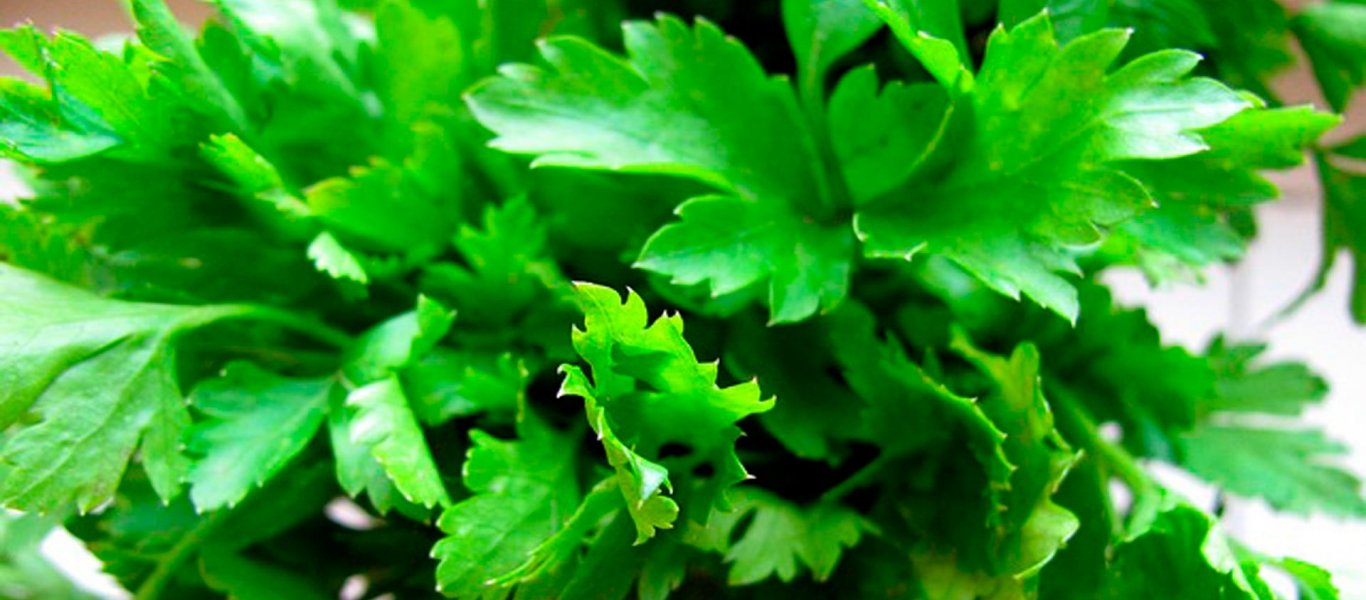 Το ελληνικό βότανο που προλαμβάνει καρκίνο και διαβήτη – Makeleio.gr