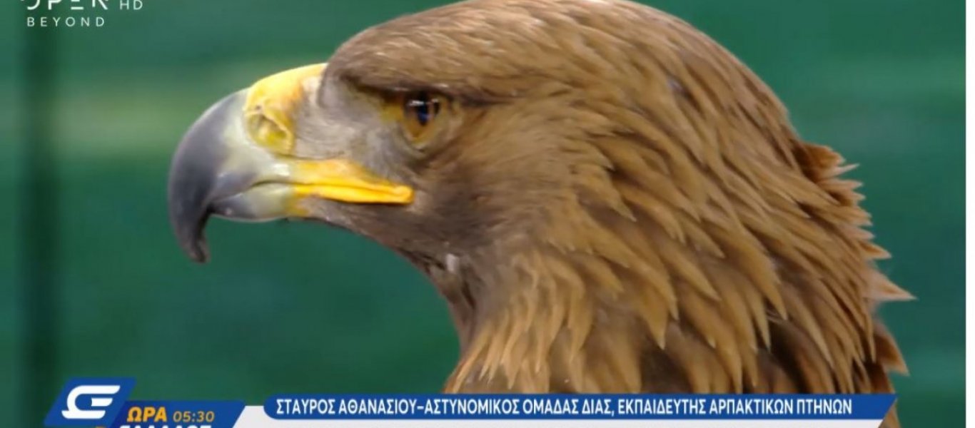 Γεράκι κατέρριψε drone πάνω από το σπίτι του επιχειρηματία Γ ...