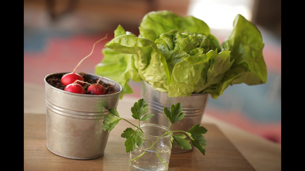 Αφαιρεί τη καρδιά ενός μαρουλιού και την τοποθετεί μέσα σε νερό…Μια ...