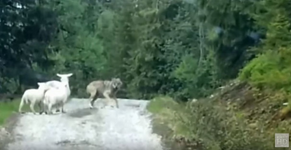 Λυκους να κυνηγάνε προβατα εχεις δει…ΠΡΟΒΑΤΑ να κυνηγάνε λυκο εχεις δει ...