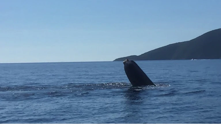 Βίντεο: Τραυματισμένη φάλαινα ανοικτά του Λεωνιδίου – Εχει κοπεί η ουρά ...
