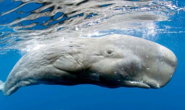 Η φάλαινα φυσητήρας, περνά σε βάθος 1.000 μέτρων, από Ικαρία, Σάμο και ...