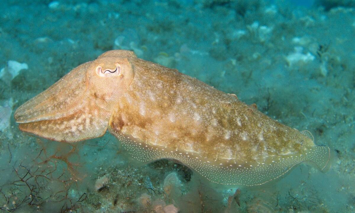 Ένας 15χρονος στην Ψέριμο έπιασε με το ψαροντούφεκο καλαμάρι – γίγας ...