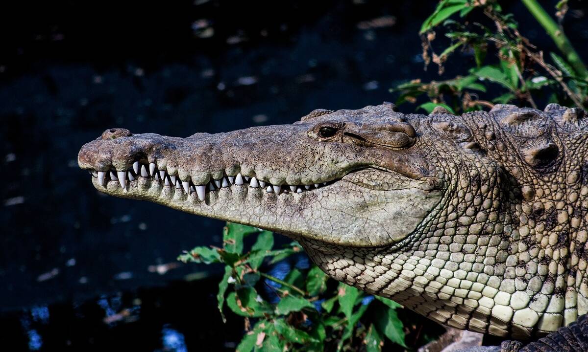 Νόμιζε πως ο κροκόδειλος κρυβόταν σε φύκια – Τρελάθηκε όταν είδε τι ...
