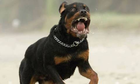 ΣΟΚ! Νέο συμβάν με επίθεση ροτβάιλερ σε 4χρονο κοριτσάκι – Makeleio.gr