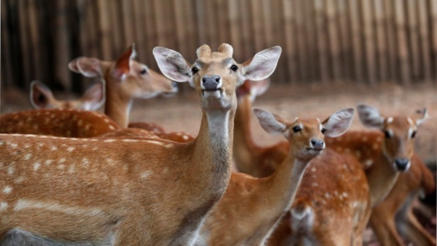 Μαγική εικόνα: Ελάφι παίζει σε νερολακούβα στα καμμένα (Βίντεο ...