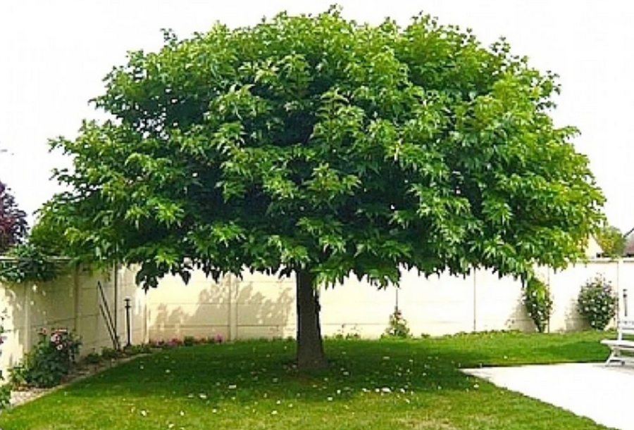 Τα 5 Πανέμορφα δέντρα για σκιά στον κήπο – Makeleio.gr