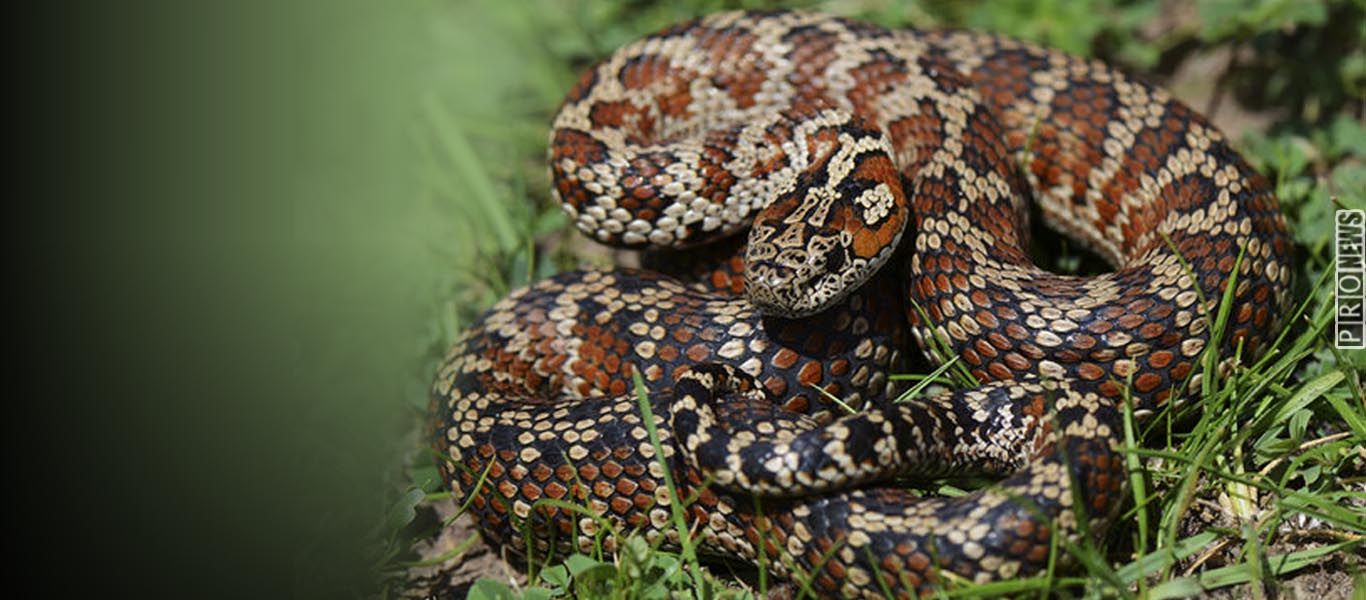 Το νέο είδος φιδιού που μπορεί να προκαλέσει σωματική αναπηρία με το ...