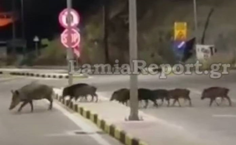 Κοπάδι αγριογούρουνων βολτάρει στη Λαμία (ΒΙΝΤΕΟ) – Makeleio.gr