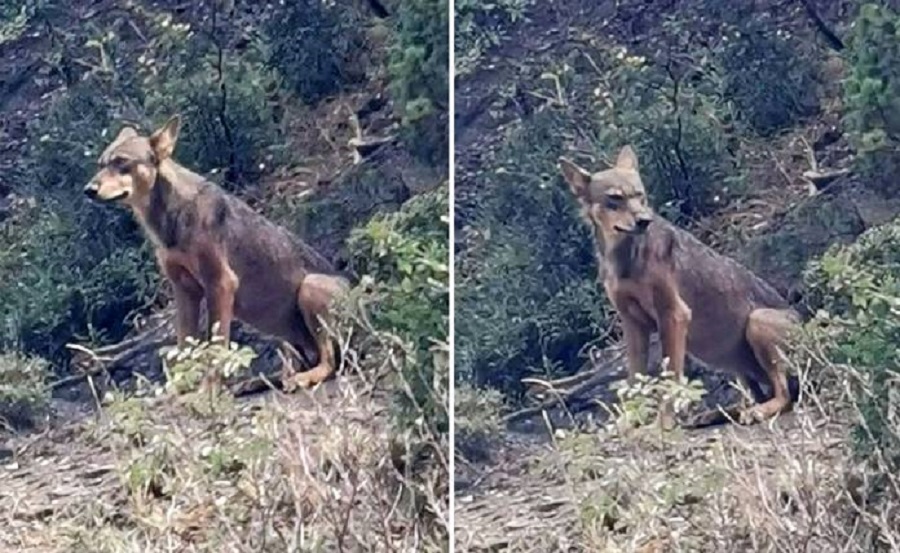 Λύκος παραμόνευε δίπλα από μαντρί με ζώα στα Γιάννενα (ΦΩΤΟ) – Makeleio.gr