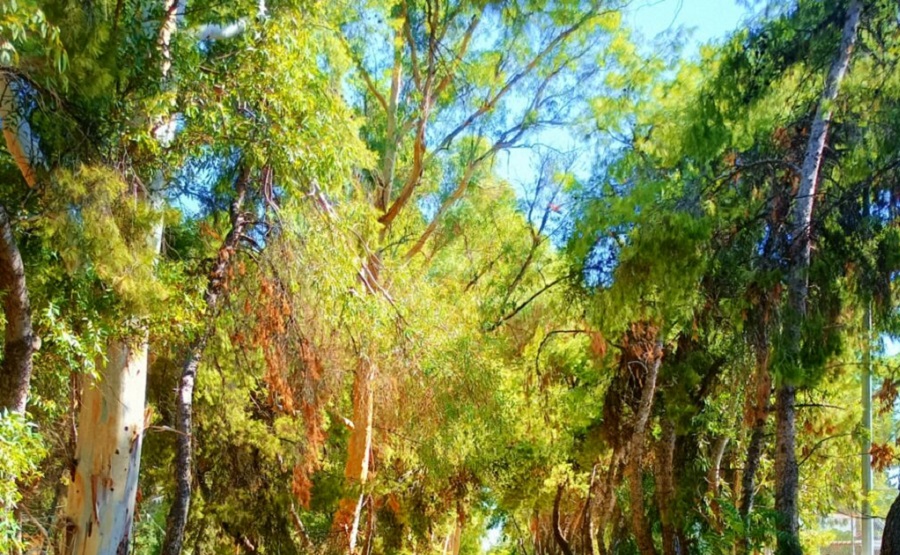 To πρώτο φεστιβάλ οικοπολιτισμού στην Ελευσίνα, μια γιορτή για το ...