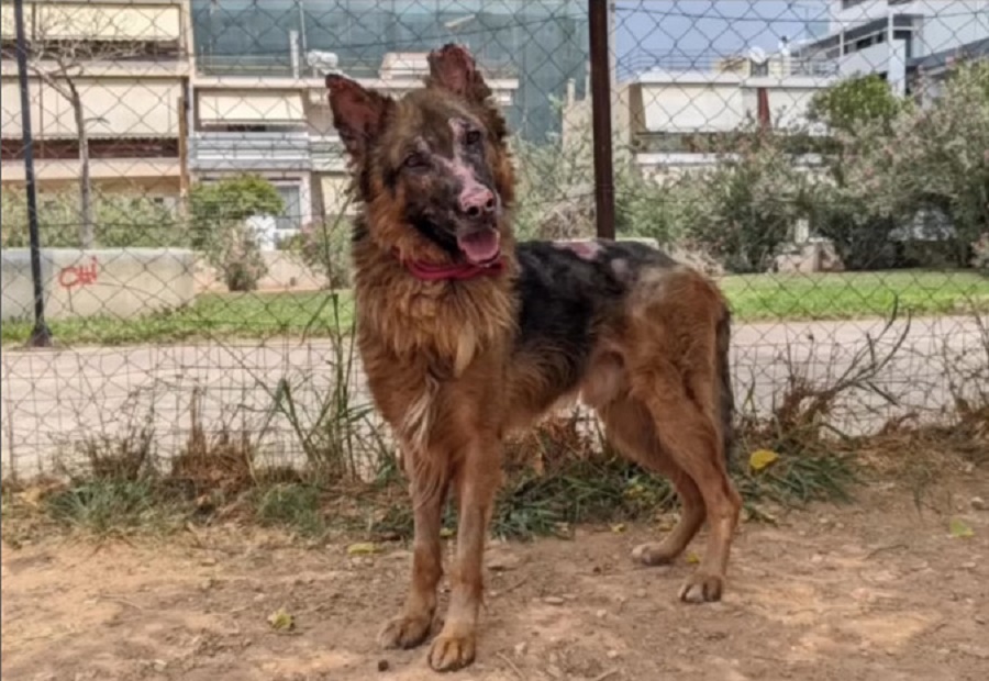 Πεντέλη: Ο σκύλος με τα εγκαύματα κατάφερε να επιβιώσει και αναζητά ...