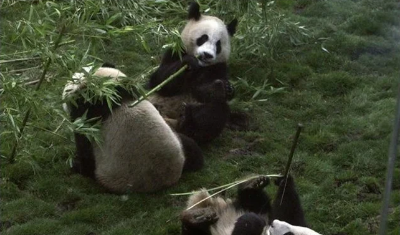 Προειδοποίηση WWF για την άγρια πανίδα: «Σχεδόν το 70% εξαφανίστηκε από ...