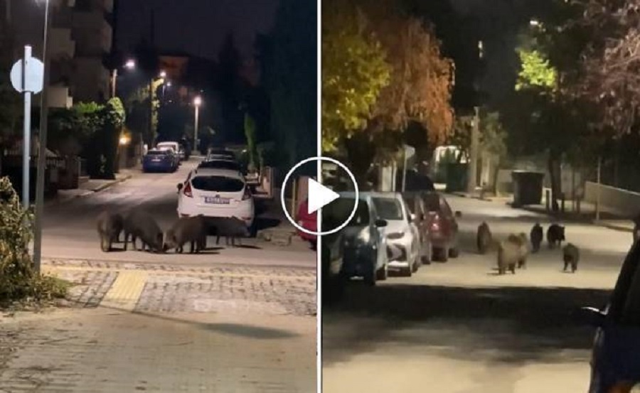 Αγριογούρουνα βολτάρουν στη Πυλαία Θεσσαλονίκης (ΒΙΝΤΕΟ) – Makeleio.gr