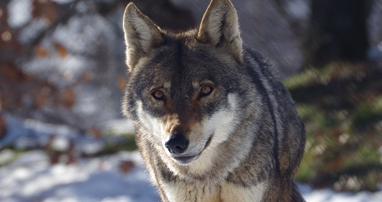 Χορεύοντας με τους… λύκους στα Τρίκαλα! Μια αγέλη έκανε την εμφάνισή της υπό το φως της ...