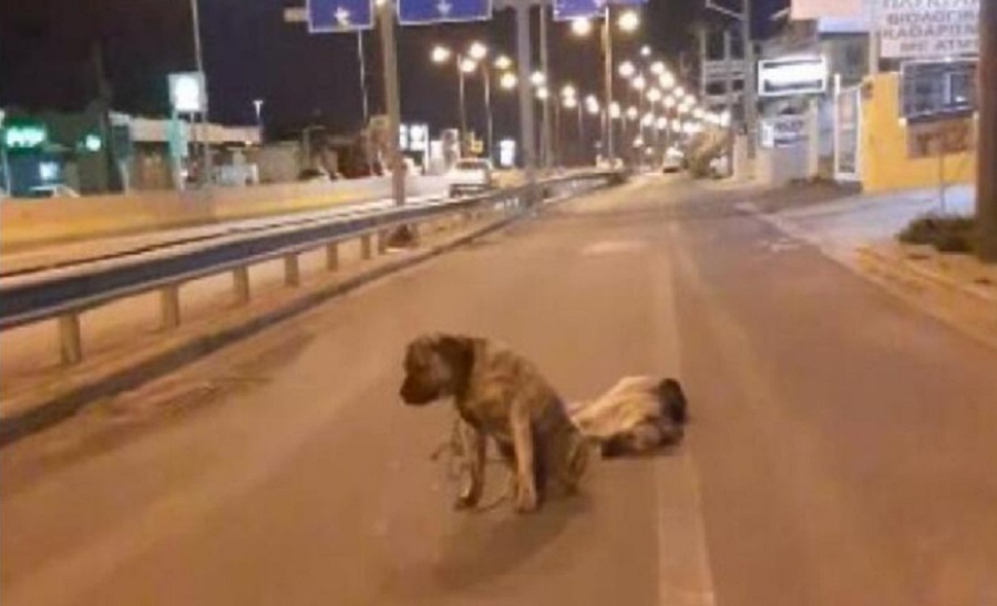 Κρήτη: Συγκινεί σκύλος που θρηνεί τον τετράποδο φίλο του – Δεν τον ...