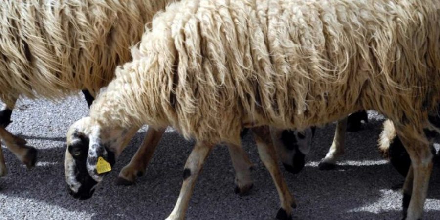 Κρήτη: Πήγε στη στάνη αλλά βρήκε τα πρόβατα… μείον 50 – Makeleio.gr