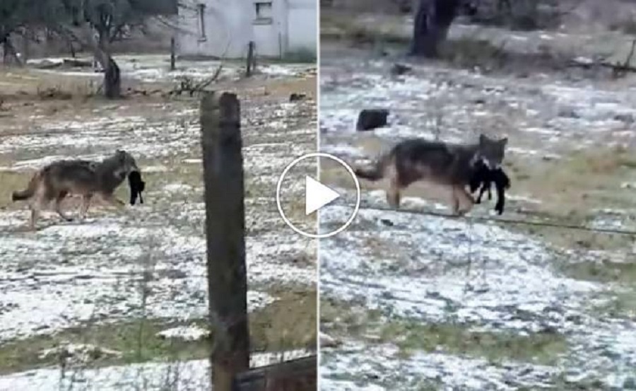 Λύκος καταγράφηκε να κουβαλάει στο στόμα του ένα κατσικάκι μόλις λίγων ...