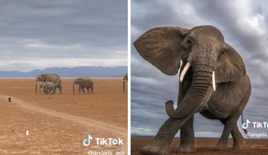 Άφησε την φωτογραφική του μόνη της δίπλα σε ελέφαντες και το αποτέλεσμα ...