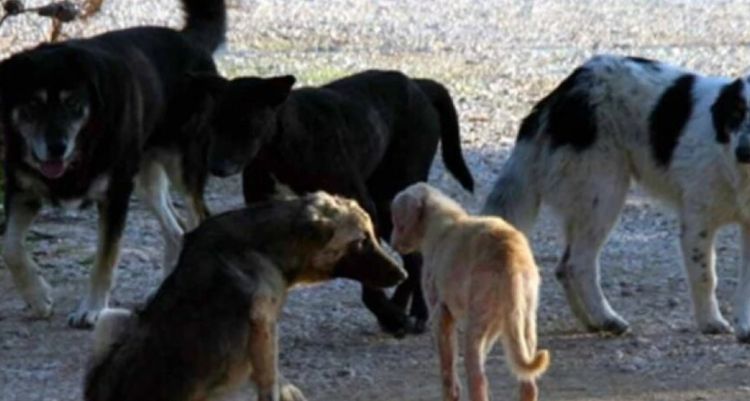 ΣΟΚ! ΠΡΟΣΟΧΗ ΣΚΛΗΡΕΣ ΕΙΚΟΝΕΣ! Αγέλη αδέσποτων σκύλων επιτίθεται και ...