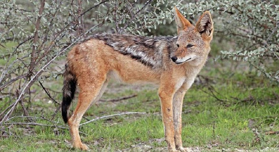 «Δυναμώνει» το ουρλιαχτό των τσακαλιών στα ελληνικά δάση – Έρευνα στην ...