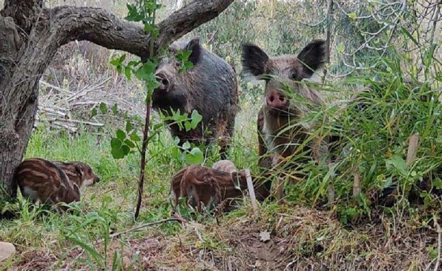 Ραφήνα: Αγέλη από αγριογούρουνα δίπλα στη Λεωφόρο Μαραθώνος! – Makeleio.gr