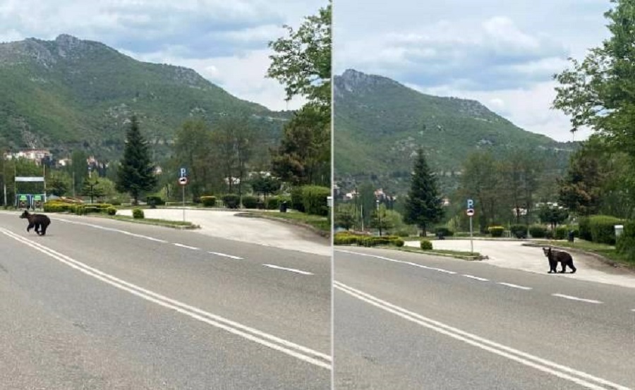 Καστοριά: Νεαρή αρκούδα στην είσοδο της πόλης (ΦΩΤΟ) – Makeleio.gr