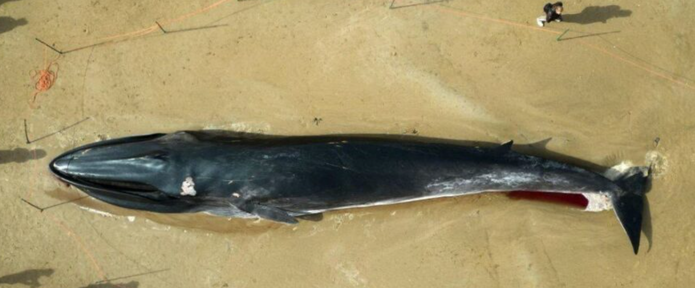 Βρετανία: Κουφάρι φάλαινας 30 τόνων σε παραλία έγινε τουριστική ...