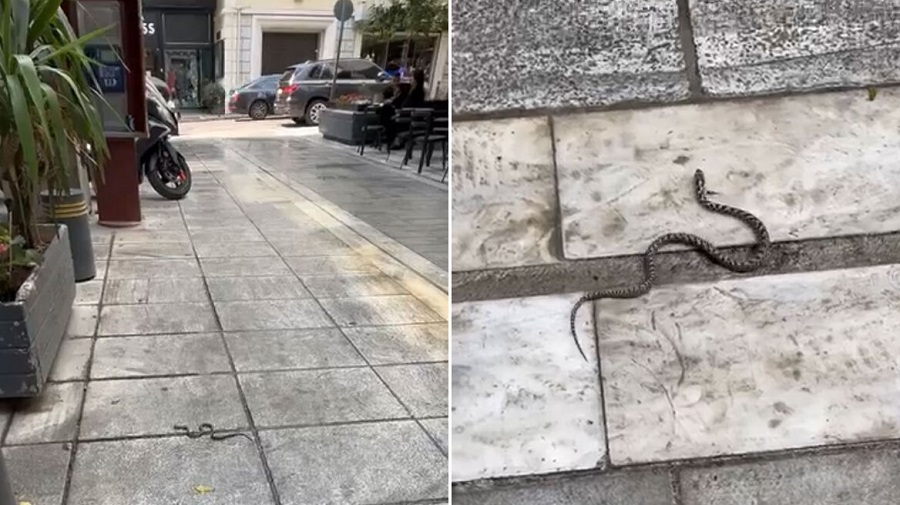 Οχιά κόβει βόλτες στο Κολωνάκι – Makeleio.gr