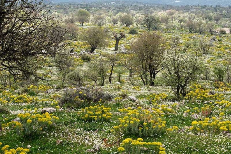 Ξαναβρέθηκε μετά από 61 χρόνια σπάνιο φυτό της Ελληνικής χλωρίδας ...