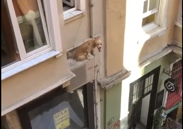 Συγκινητική επιχείρηση διάσωσης για σκυλάκι που κινδυνεύει να πέσει στο κενό – Makeleio.gr