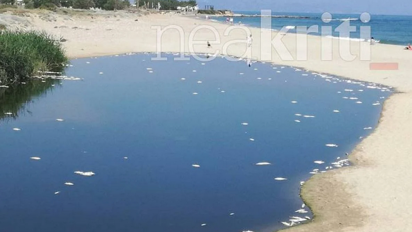 Κρήτη: Νεκρά ψάρια γέμισαν οι εκβολές του Αποσελέμη – Makeleio.gr