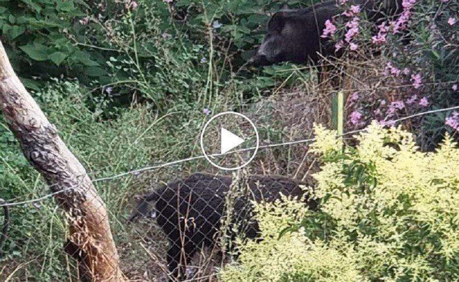 ΑΠΟΚΛΕΙΣΤΙΚΟ ΒΙΝΤΕΟ: Αγριογούρουνα δίπλα σε σπίτια στον Κάλαμο Αττικής ...
