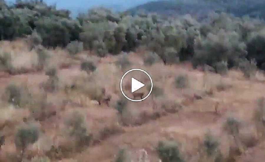 Aγέλη 15 λύκων περικύκλωσε αγρότη καθώς βρισκόταν μόνος στο χωράφι ...