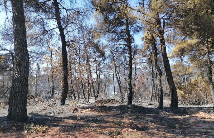 ΑΝΑΤΡΙΧΙΛΑ: ΠΑΝΩ ΑΠΟ 545.000 ΣΤΡΕΜΜΑΤΑ ΚΑΗΚΑΝ ΜΕΣΑ ΣΕ ΔΕΚΑ ΗΜΕΡΕΣ ΜΕ ...