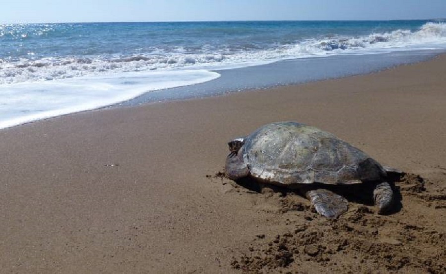 Ρεκόρ σε φωλιές θαλάσσιας χελώνας Caretta-caretta στη Ζάκυνθο – 1.800 ...