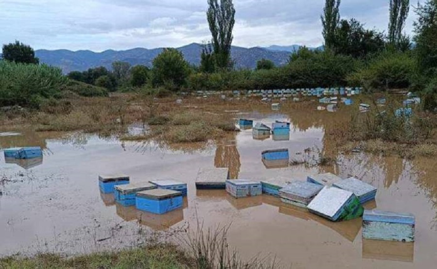 Λάρισα: «Πνιγμένες» στο νερό πάνω από 5.000 κυψέλες – Καταστροφές και ...
