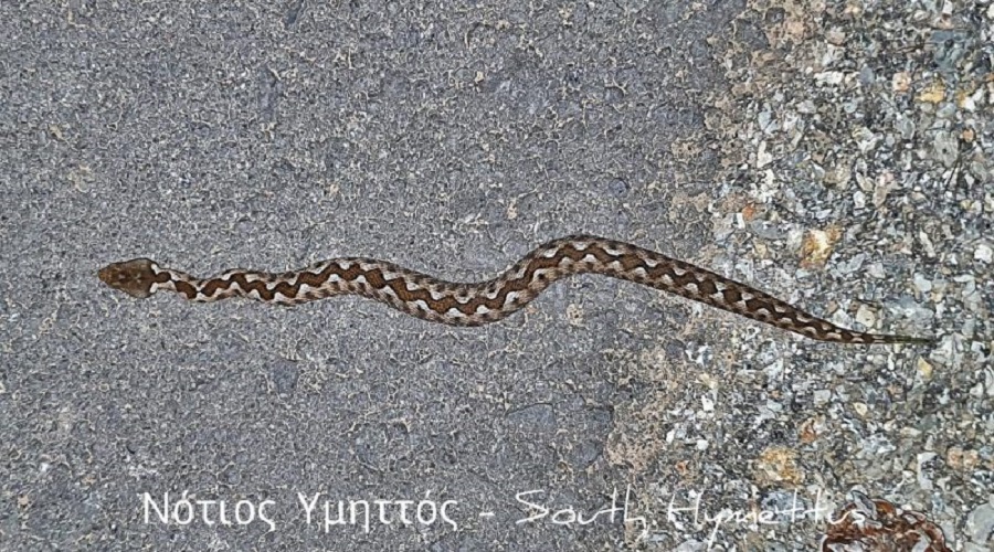 Πανόραμα Βούλας: Η ζωή επιστρέφει στο καμένο δάσος – Makeleio.gr