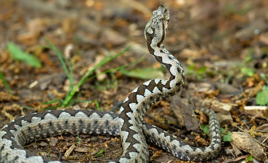 Μαρτυρία 39χρονης που την δάγκωσε οχιά: «Αν δεν υπήρχε το ΕΚΑΒ, δεν θα ...
