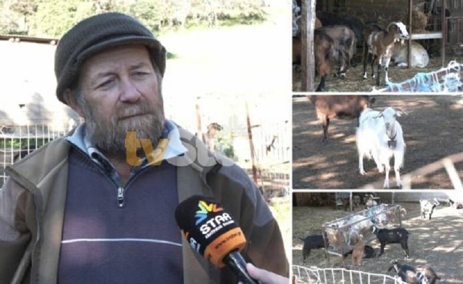 Κτηνοτρόφοι Φθιώτιδας: «Οι λύκοι αποδεκατίζουν τα κοπάδια μας» (ΒΙΝΤΕΟ ...