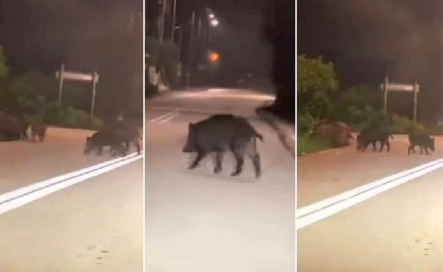 Ναύπλιο: Κοπάδι αγριογούρουνων βολτάριζε στο δρόμο (ΒΙΝΤΕΟ) – Makeleio.gr