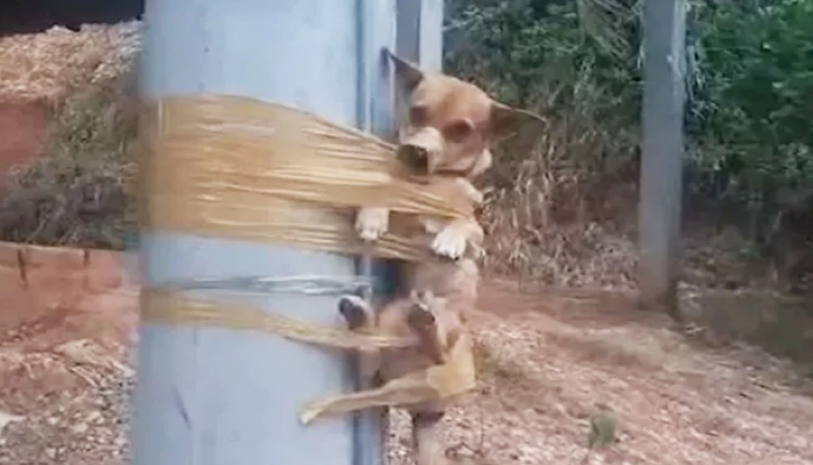 Σοκ: Τιμώρησε σκυλάκο δένοντάς τον σε κολόνα με… μονωτική ταινία ...