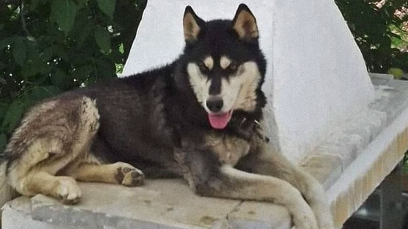 ΠΟΙΟΝ ΠΡΟΣΤΑΤΕΥΟΥΝ ΜΕ ΤΕΤΟΙΑ ΛΥΣΣΑ;;; Επτασφράγιστο μυστικό σε ποιον ...