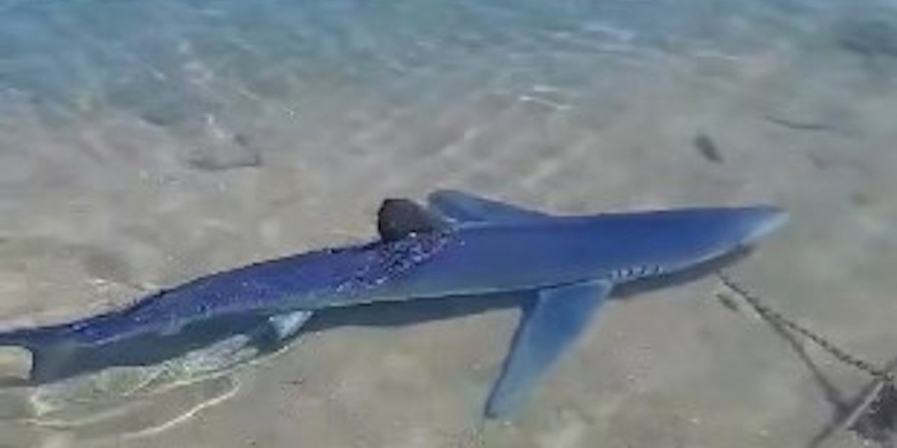 ΤΑ ΣΑΓΟΝΙΑ ΤΟΥ ΚΑΡΧΑΡΙΑ ΣΤΗ ΓΛΥΦΑΔΑ!!! ΤΕΡΑΣ εμφανίστηκε στη μαρίνα μία ...